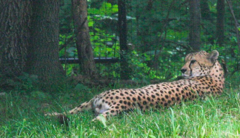 Cheetah Chase 5k at Binder Park Zoo – Life In Michigan