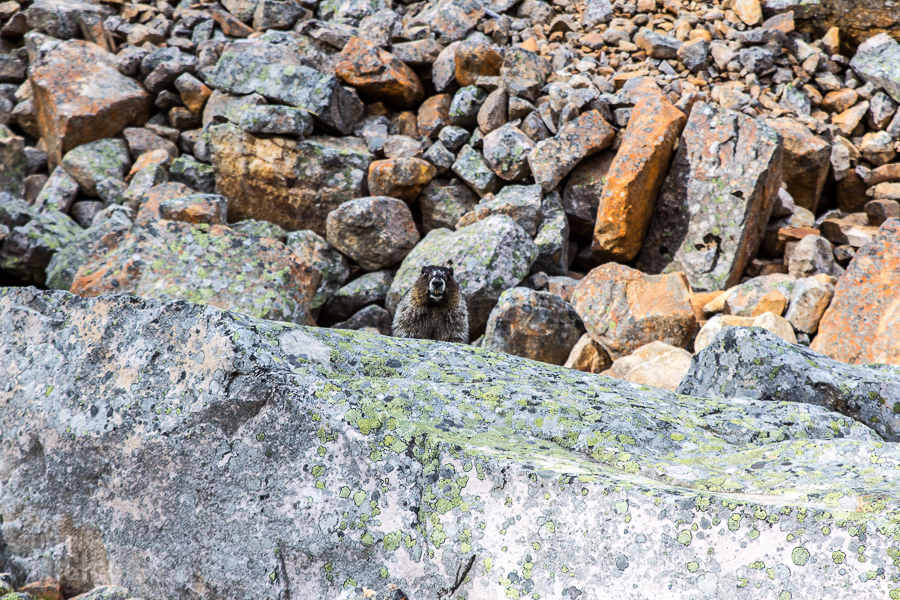 Canadian Rockies 2015 Jasper Adventure – Life In Michigan